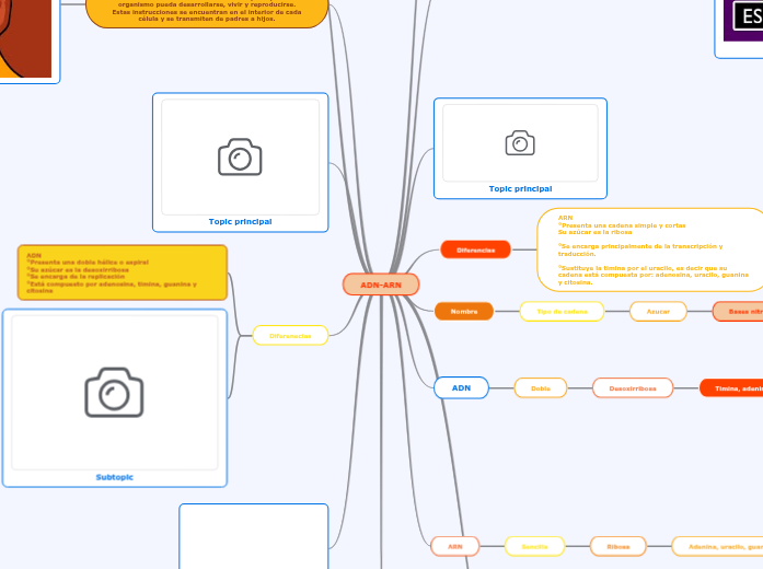 ADN-ARN - Mind Map